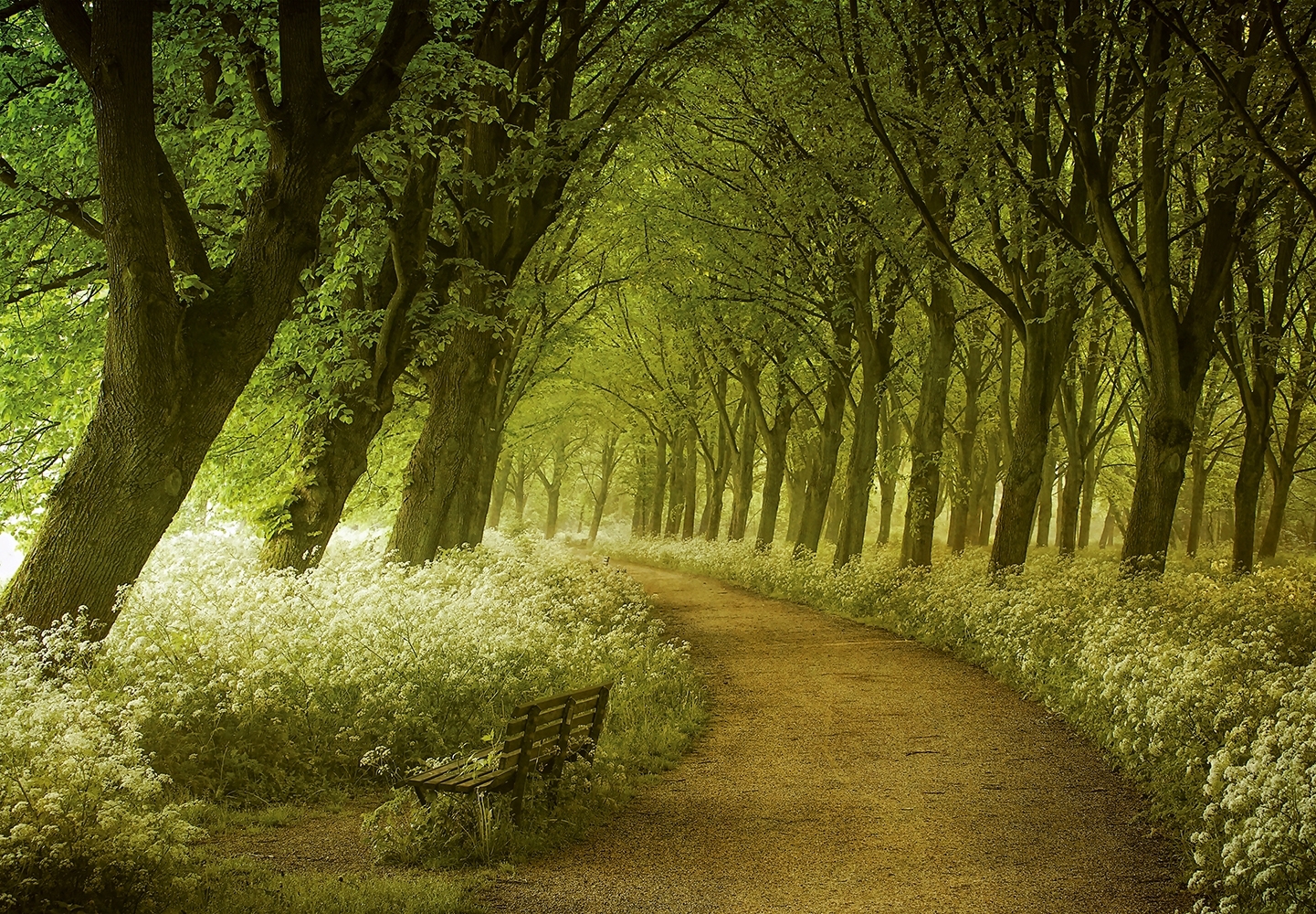 Fototapet 00975 Popas in padure